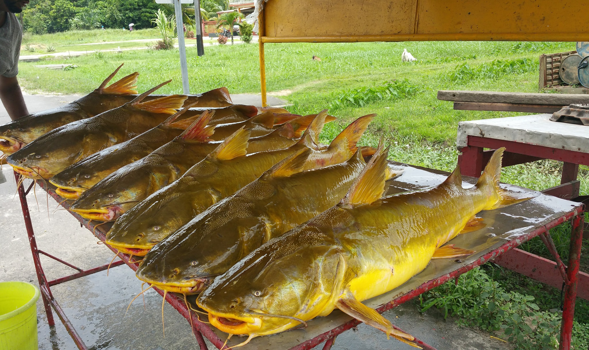 Guyana hopeful of US lifting catfish ban soon; US authorities examining new health and safety ...