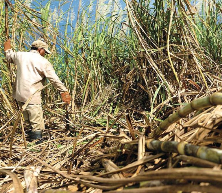 Agriculture Ministry says 243 tonnes of sugar was overstated in Rose ...