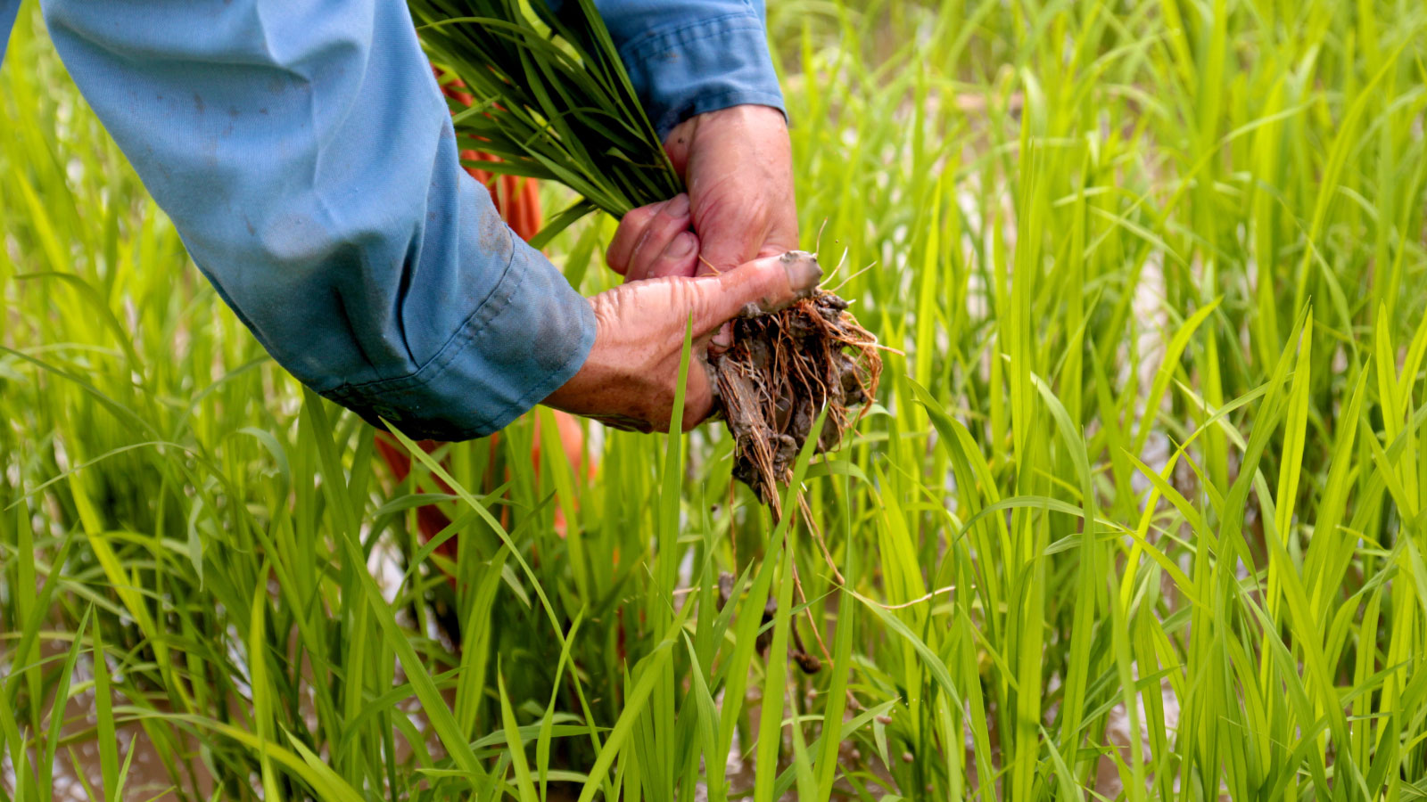 Crop insurance initiative launched for rice industry - News Source Guyana